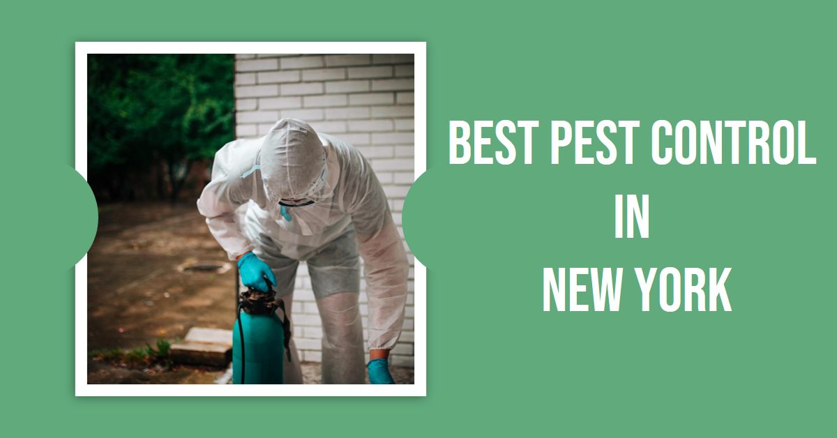 Best Pest Control In New York (2024)
