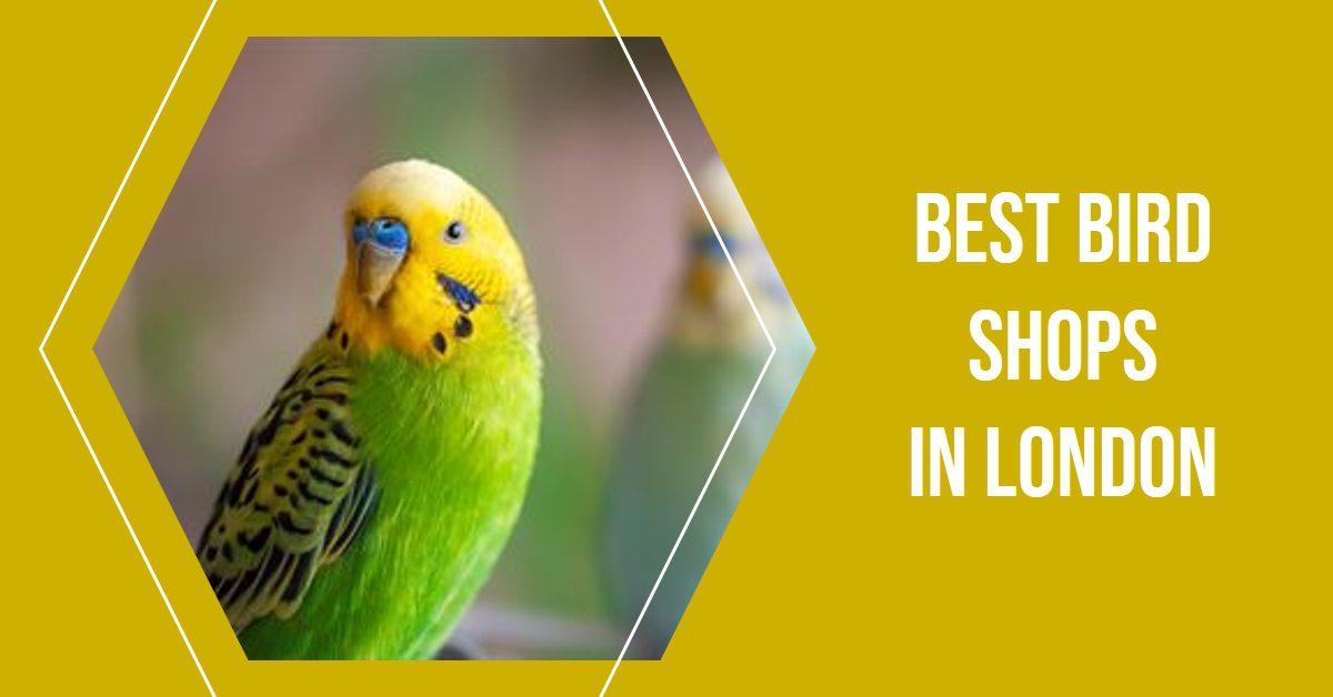 Best Bird Shops In London (2024)
