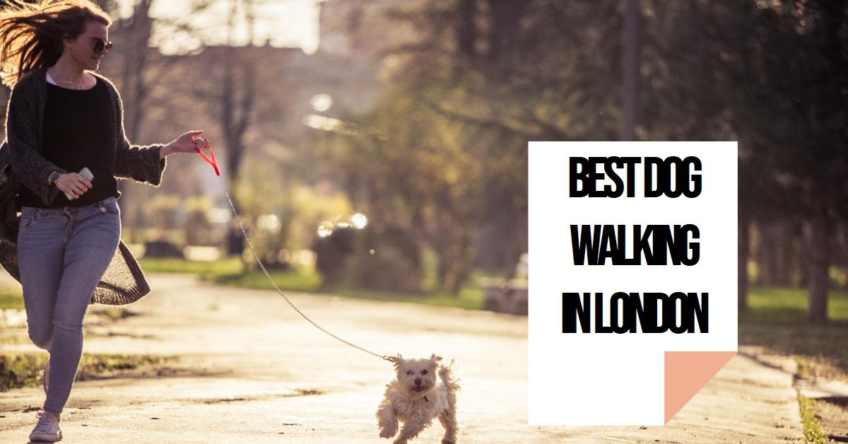 Best Dog Walking In London (2025)