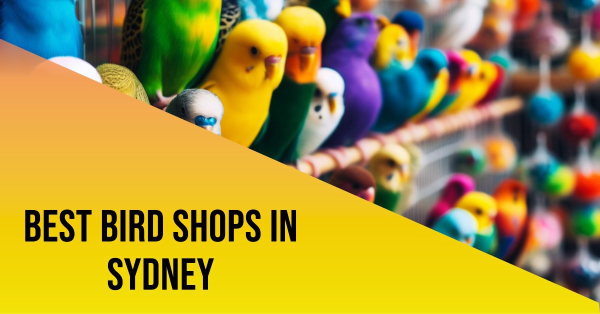 Best Bird Shops In Sydney (2024)