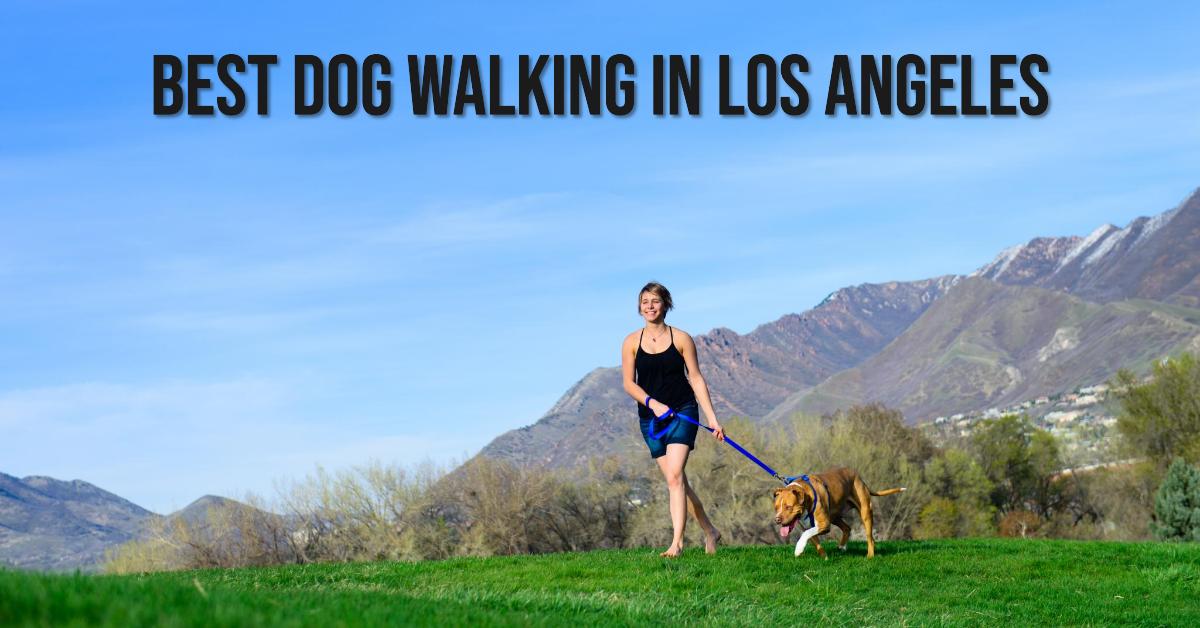5 Best Dog Walking In Los Angeles (2025)