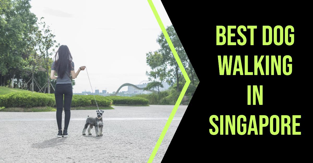 3 Best Dog Walking In Singapore (2025)