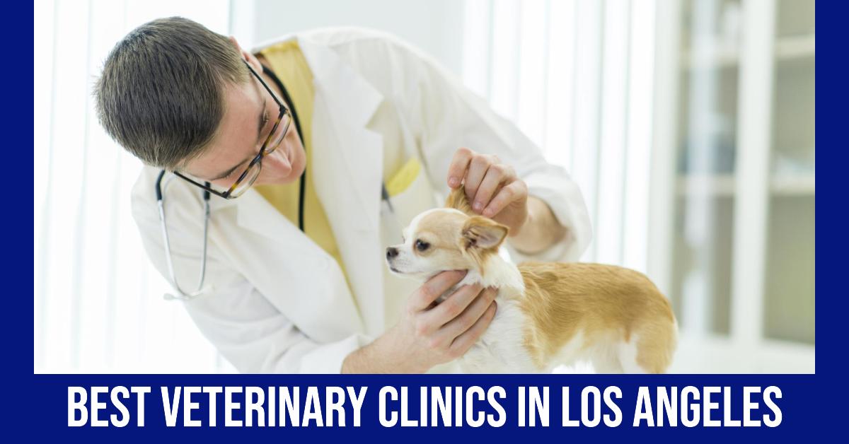 5 Best Veterinary Clinics In Los Angeles (2026)