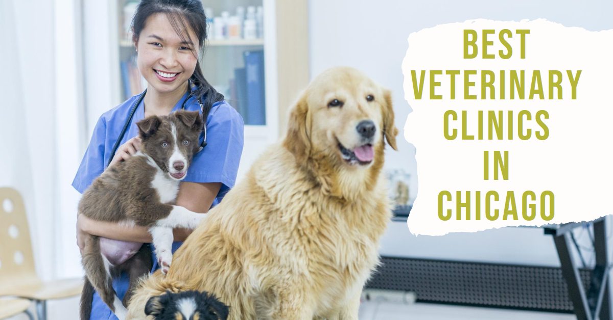5 Best Veterinary Clinics In Chicago (2025)