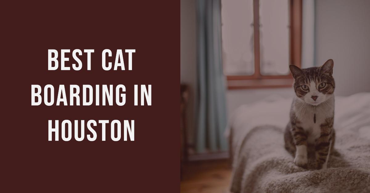 5 Best Cat Boarding In Houston (2025)