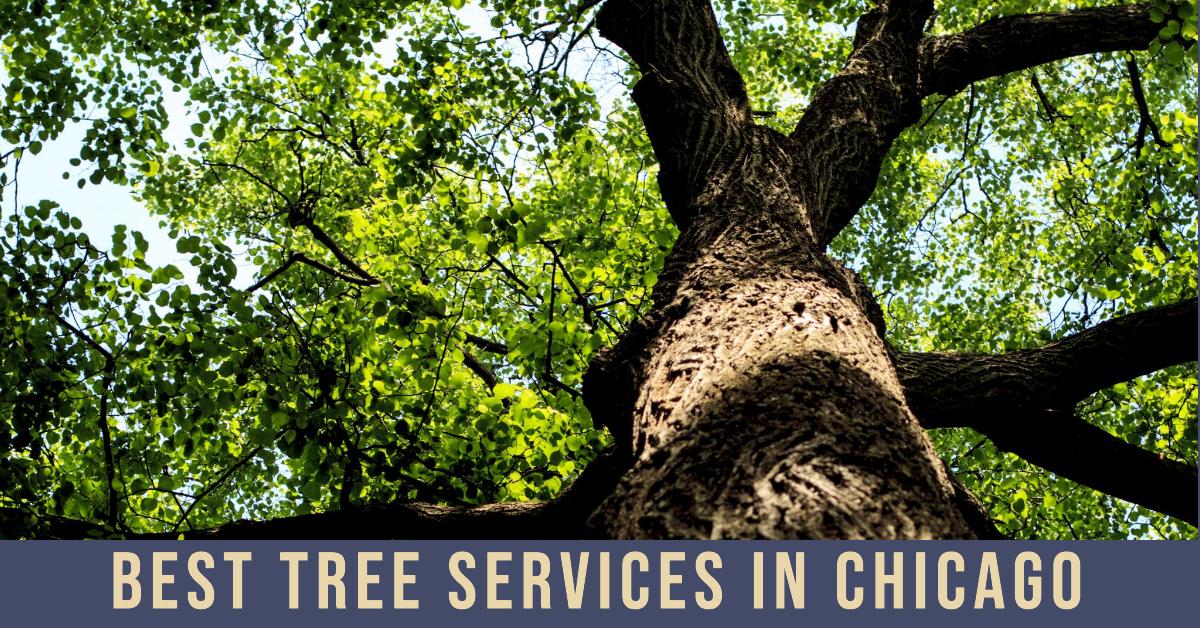 5 Best Tree Services In Chicago (2025)